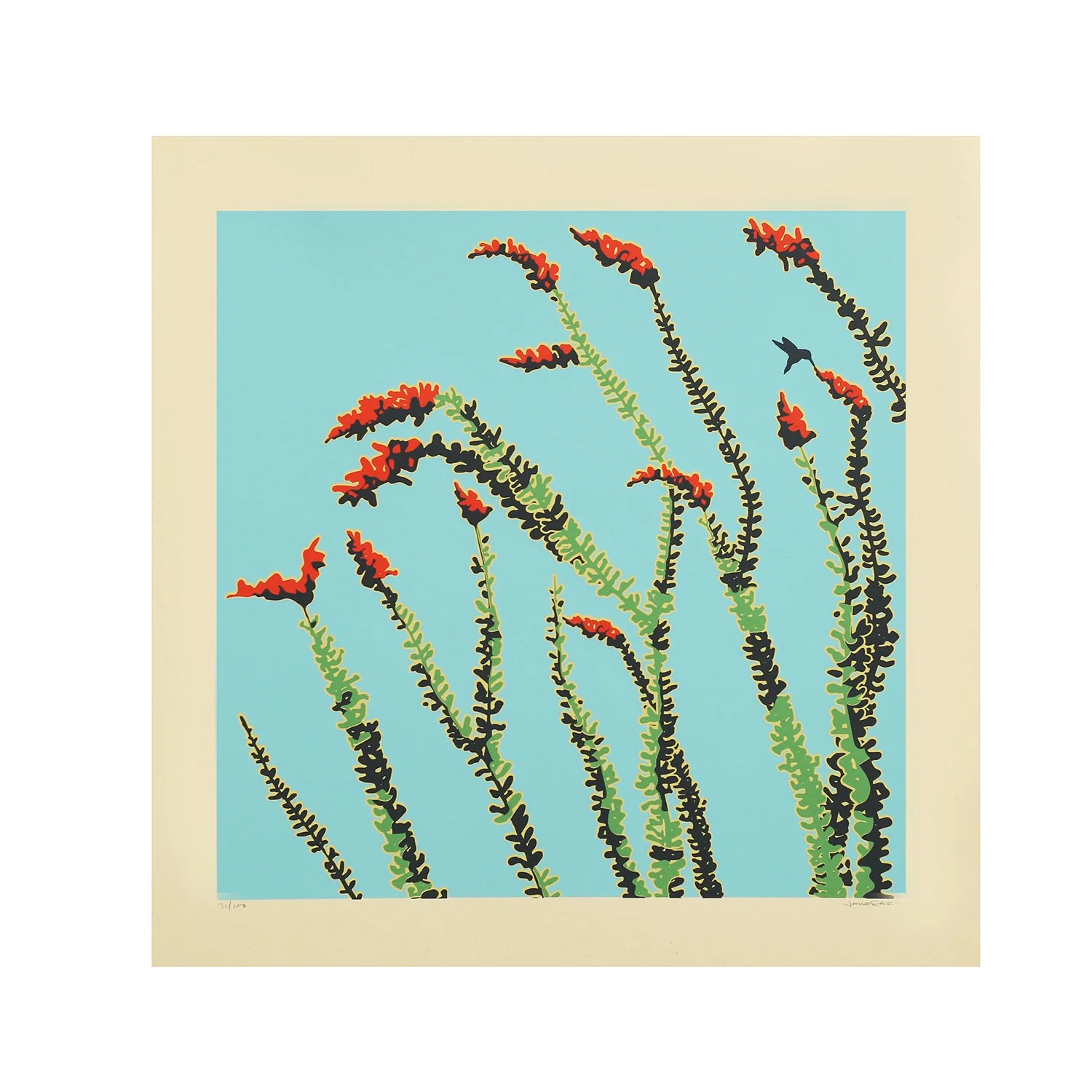 Ocotillo Cactus Drawing