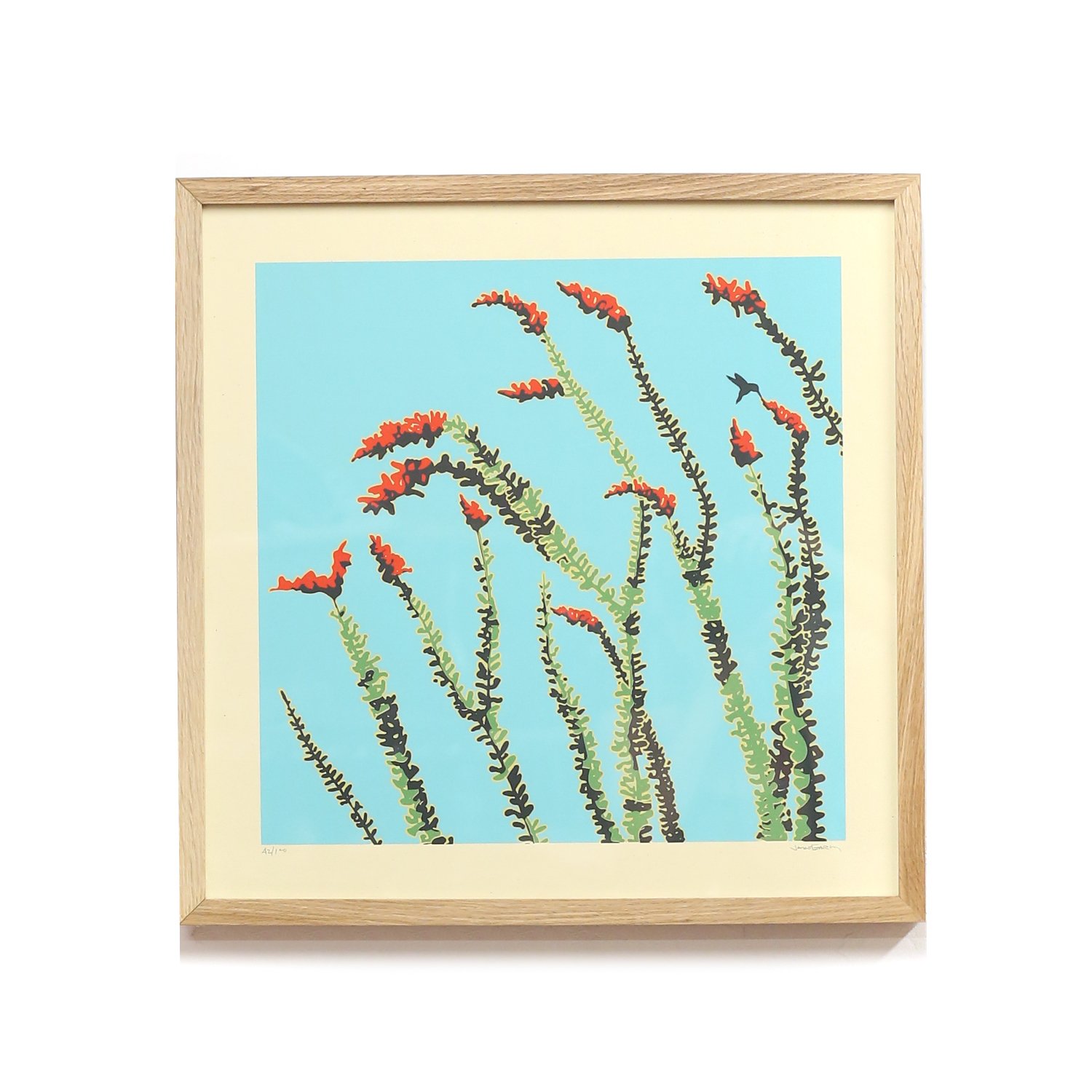 Ocotillo Flower Drawing