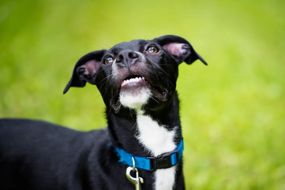 Can You Shoot A Dog In Ohio