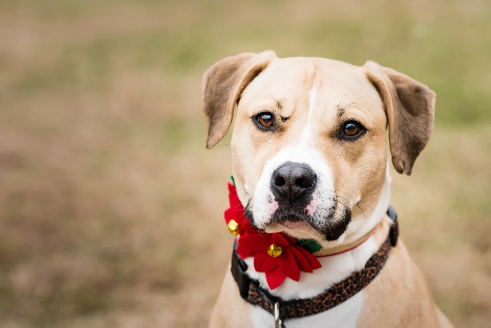 Can You Shoot A Dog In Ohio