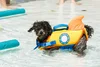 Part 1: Jack's Pooch Plunge at Plummer Pool. Dog Photography in ...