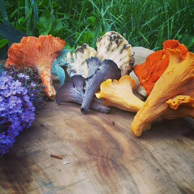 Mycelial Revolution — Mycopolitan