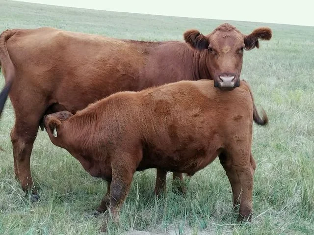 Feeder Cattle — Schuler Red Angus