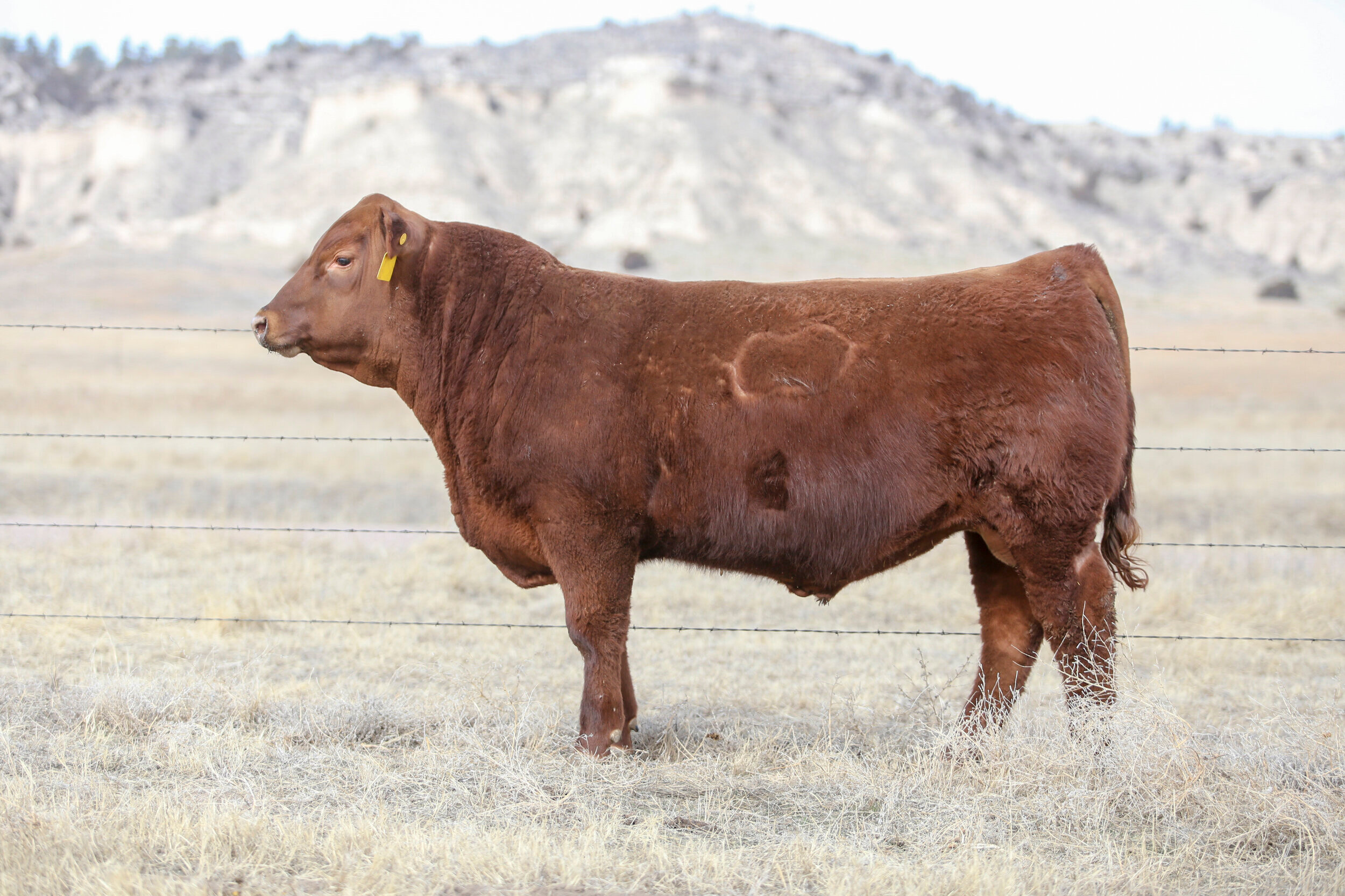 Sires and Semen — Schuler Red Angus