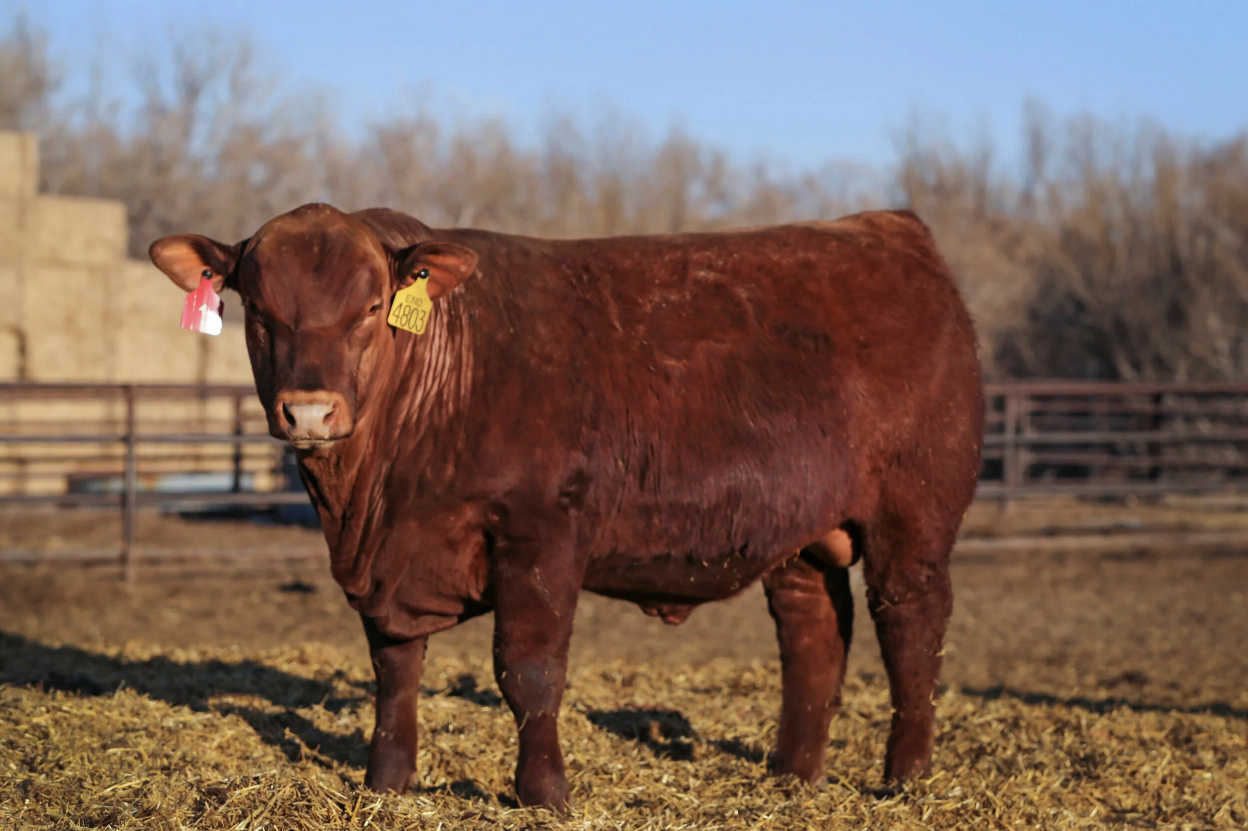 Sires and Semen — Schuler Red Angus