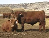 Private Treaty Bulls — Schuler Red Angus