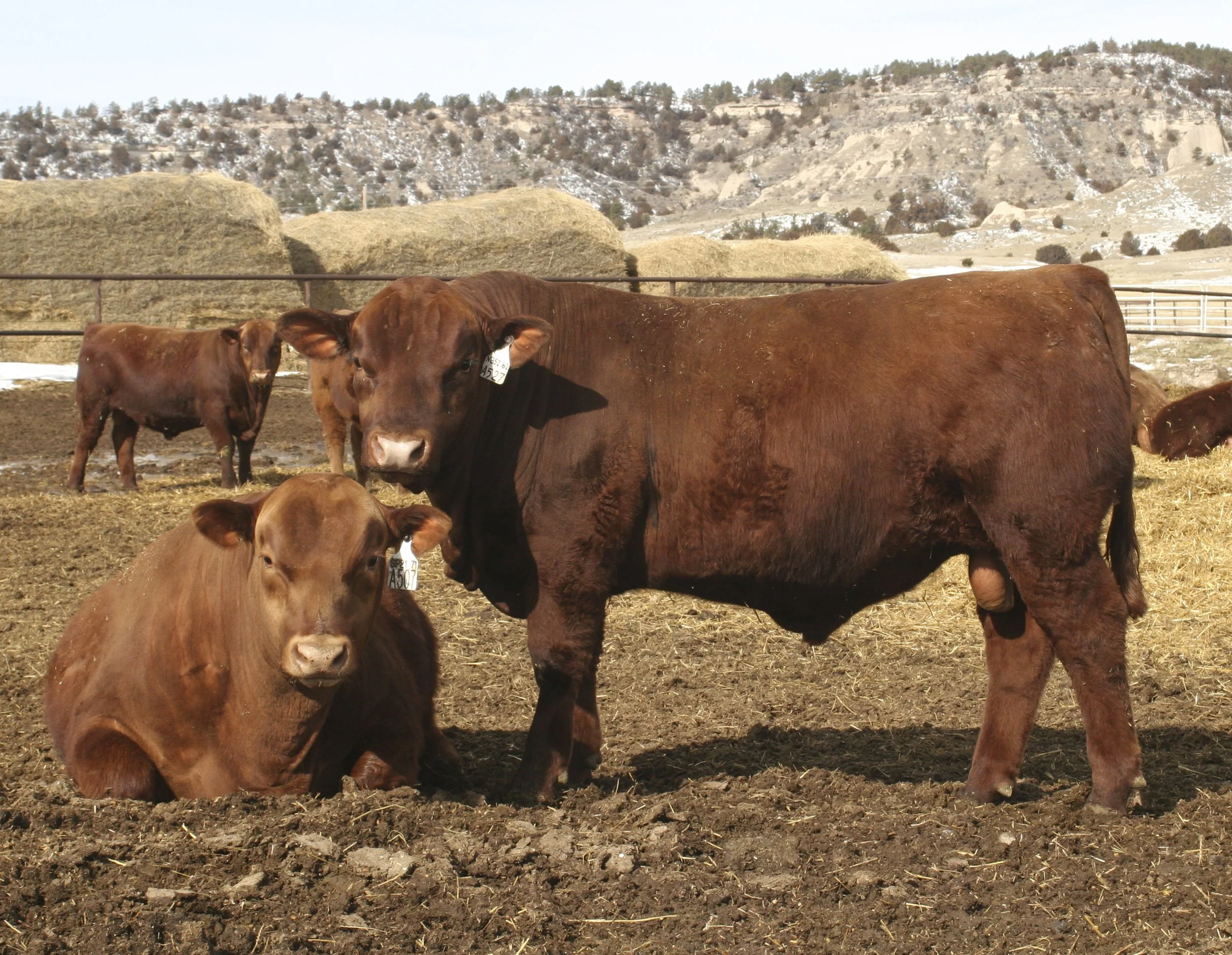 Private Treaty Bulls — Schuler Red Angus