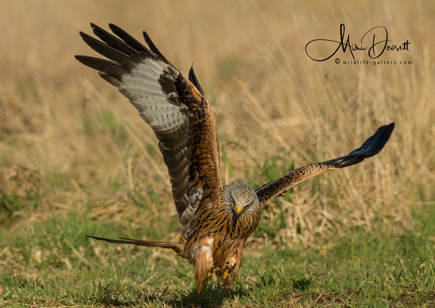 wildlife-gallery>Red Kites
