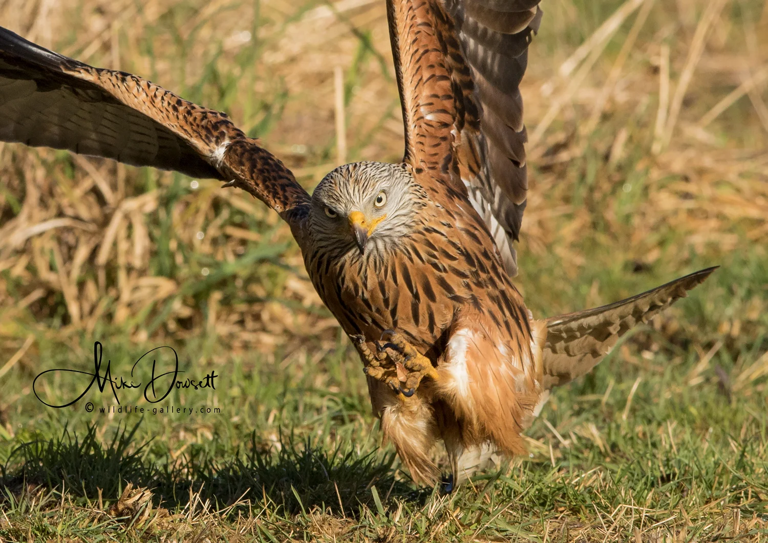 wildlife-gallery>Red Kites