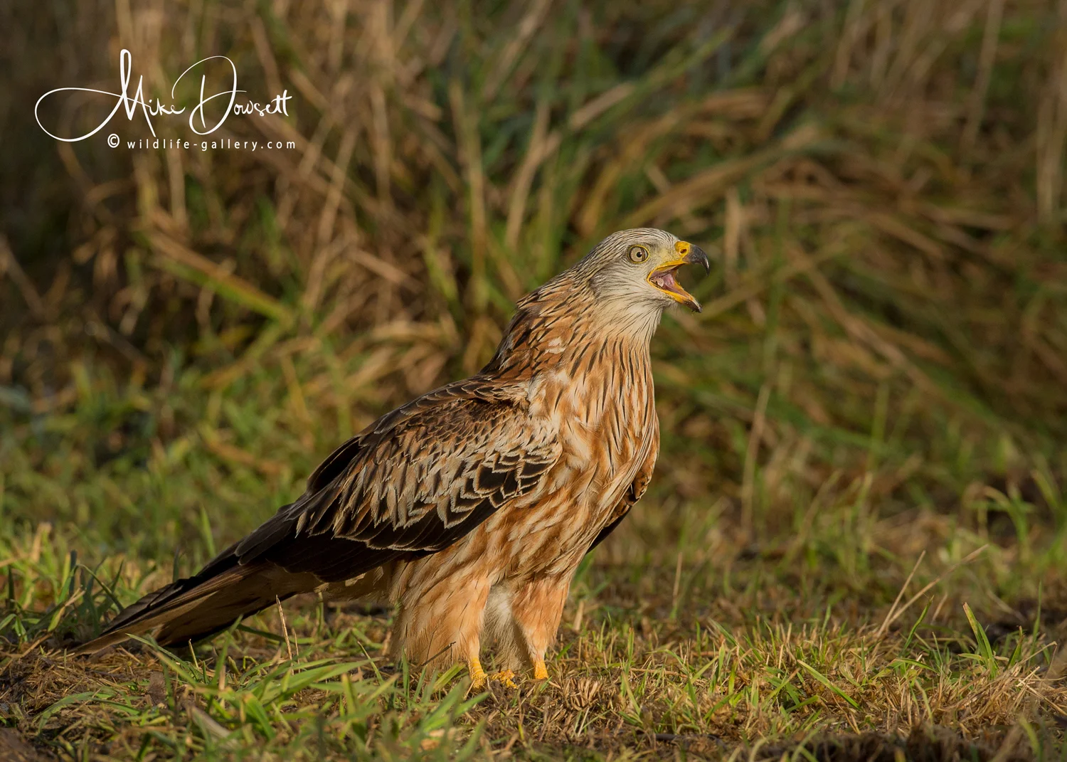 wildlife-gallery>Red Kites