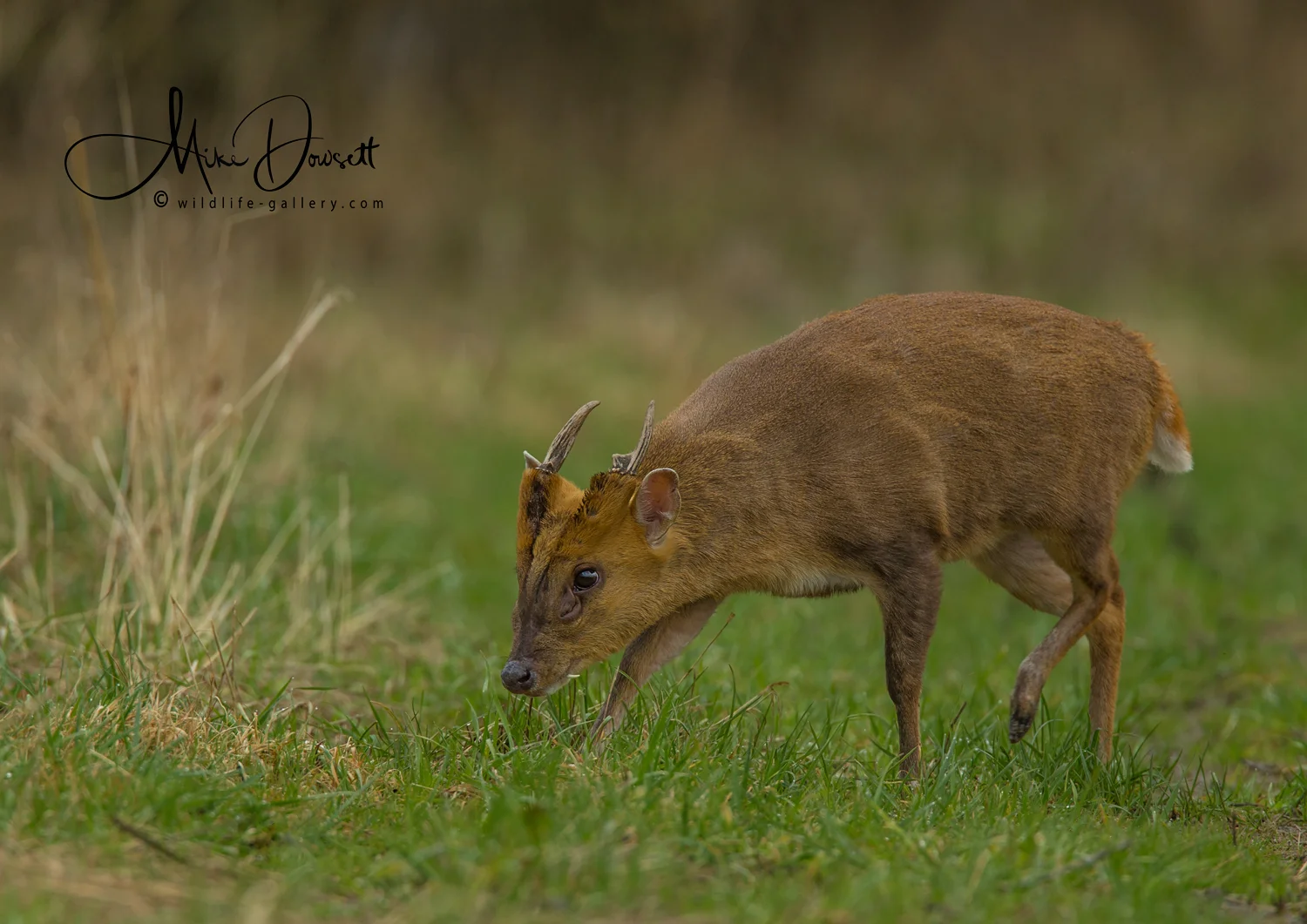 wildlife-gallery>Deer
