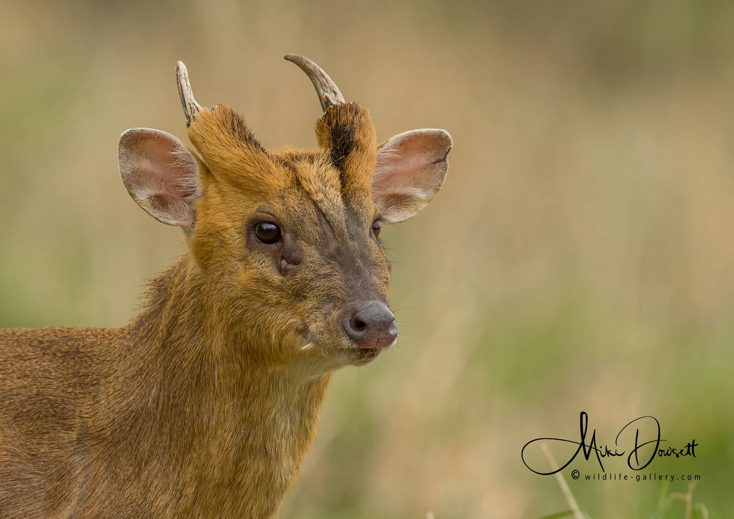 wildlife-gallery>Deer