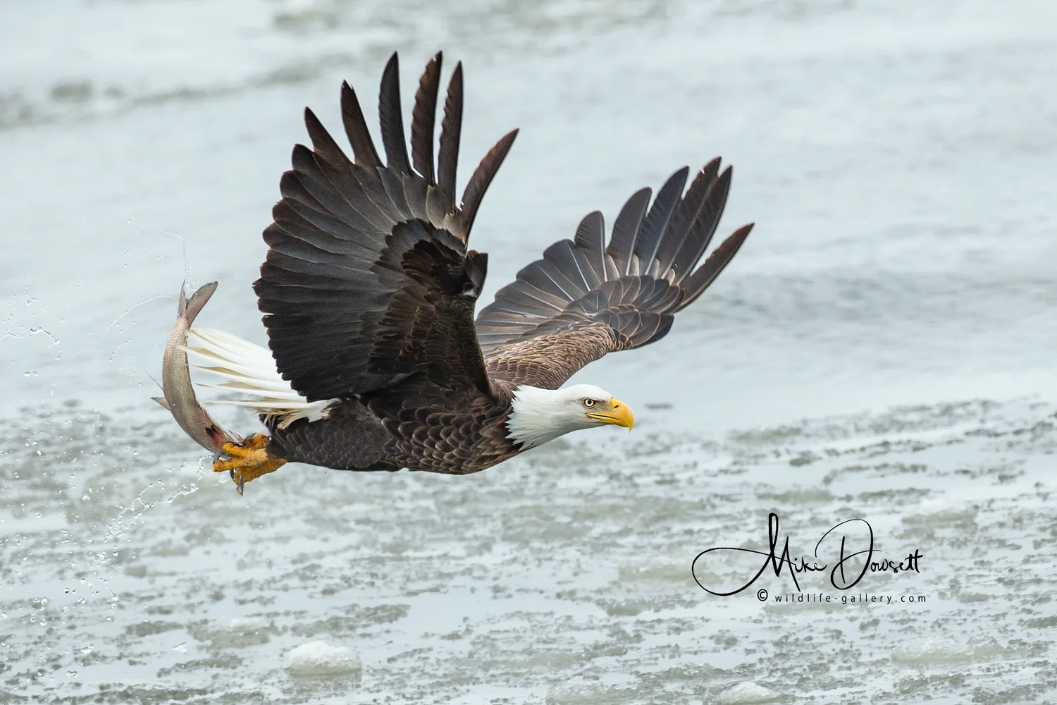 wildlife-gallery>Amazing Bald Eagle Photos