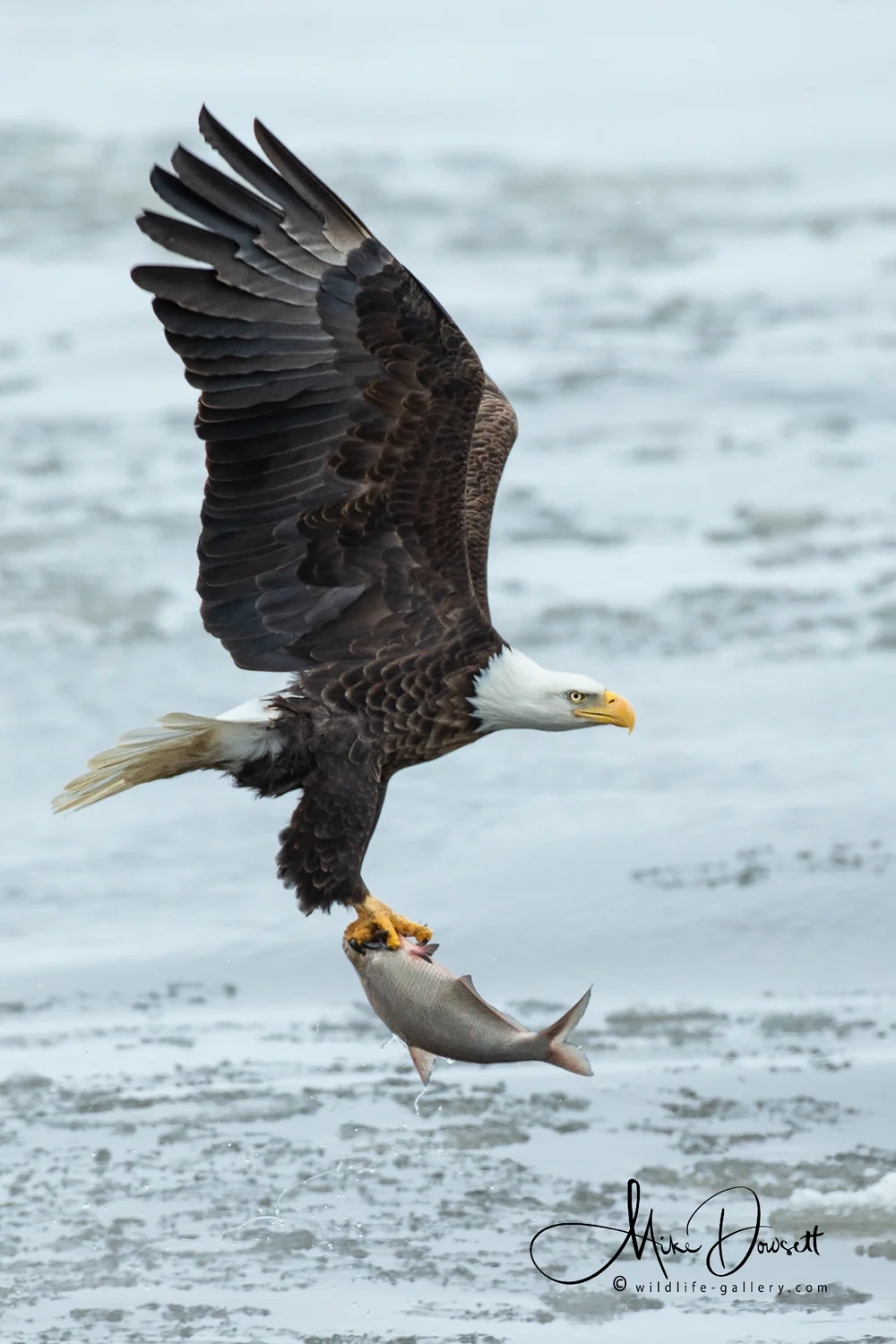 wildlife-gallery>Amazing Bald Eagle Photos