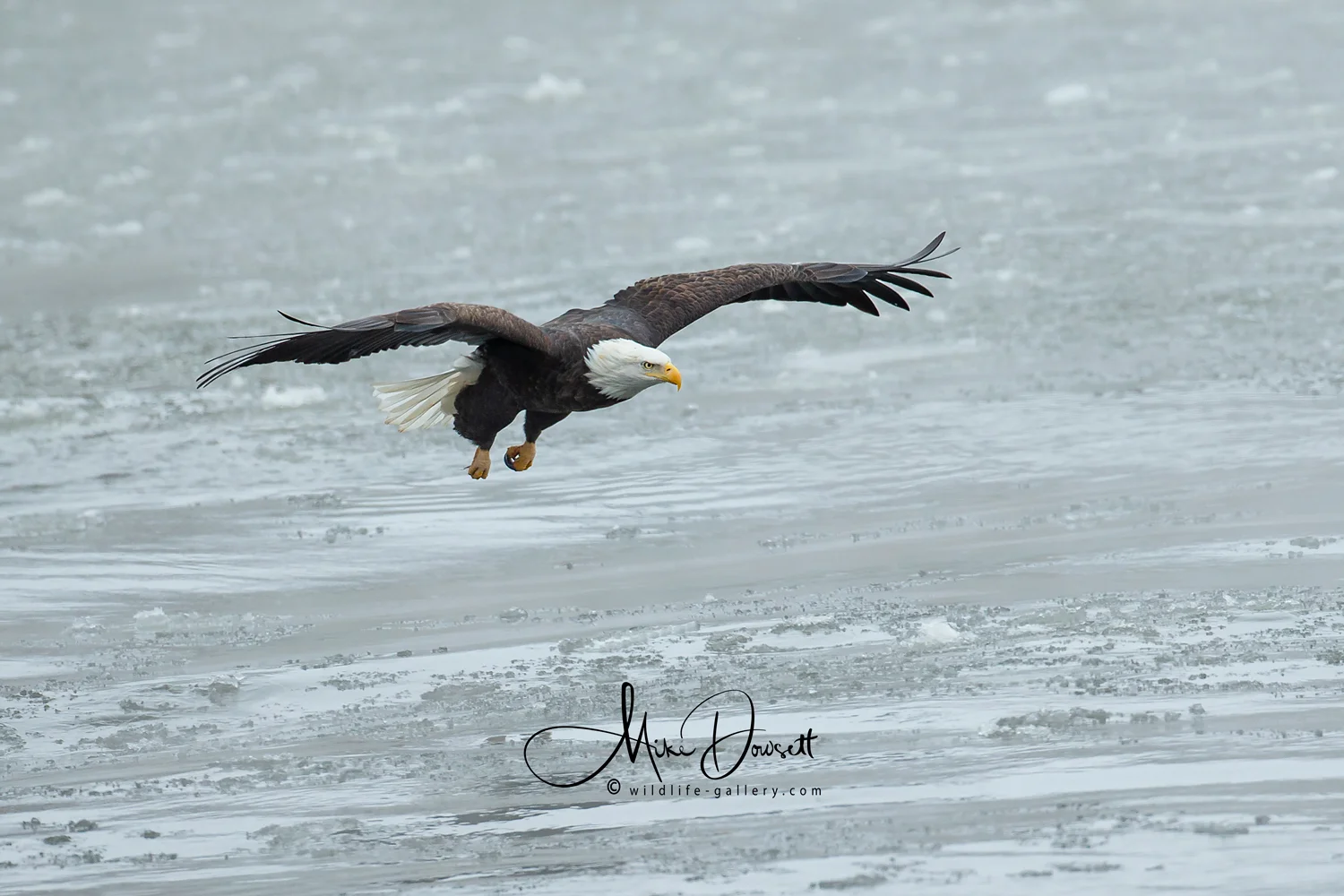 wildlife-gallery>Amazing Bald Eagle Photos