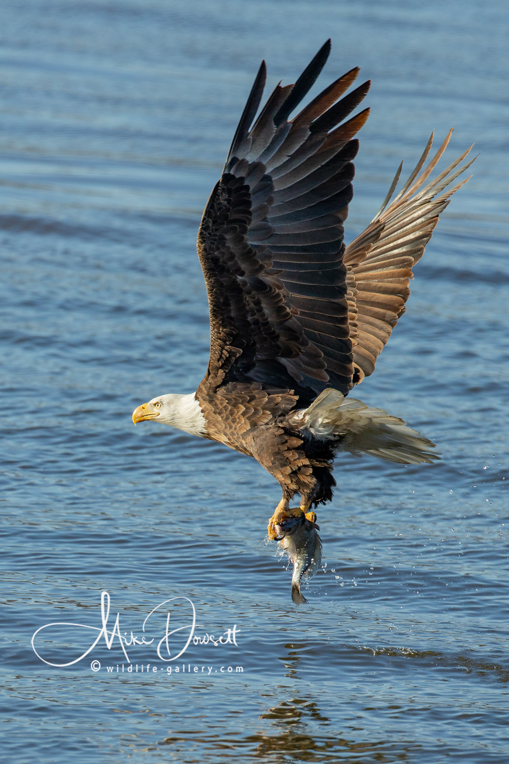 wildlife-gallery>Amazing Bald Eagle Photos