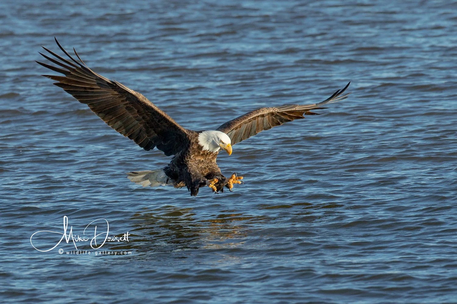 wildlife-gallery>Amazing Bald Eagle Photos
