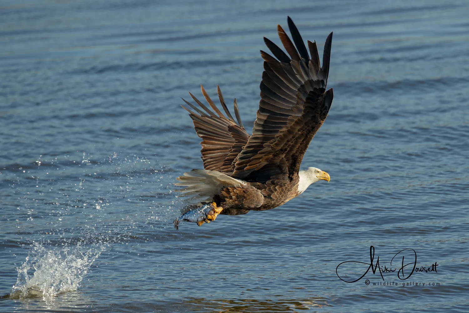 wildlife-gallery>Amazing Bald Eagle Photos