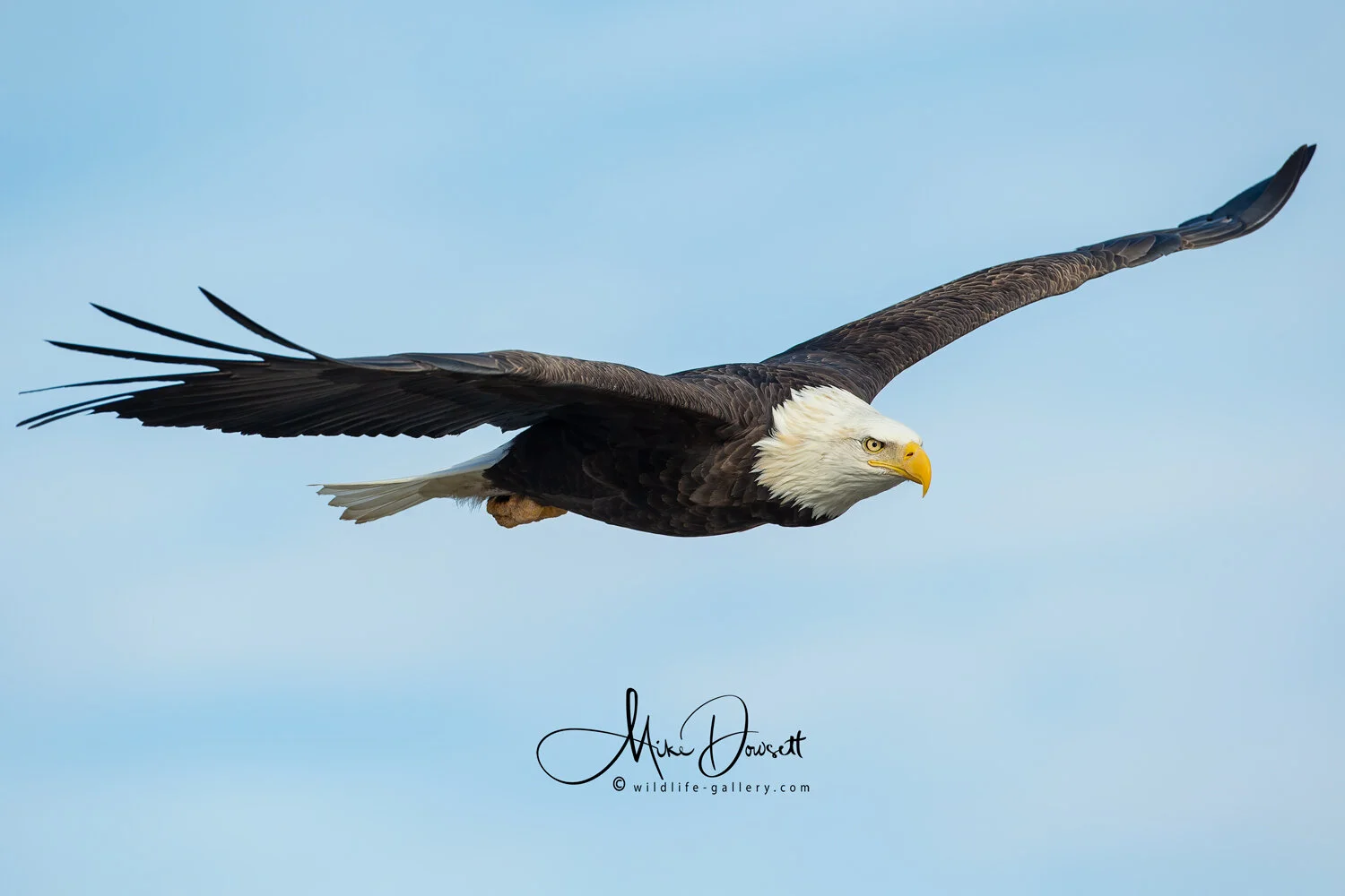 wildlife-gallery>Amazing Bald Eagle Photos