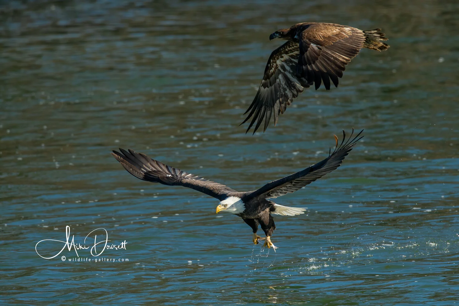 wildlife-gallery>Amazing Bald Eagle Photos
