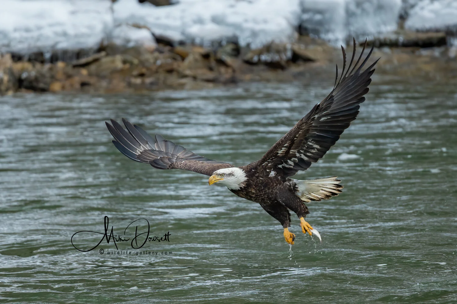 wildlife-gallery>Amazing Bald Eagle Photos