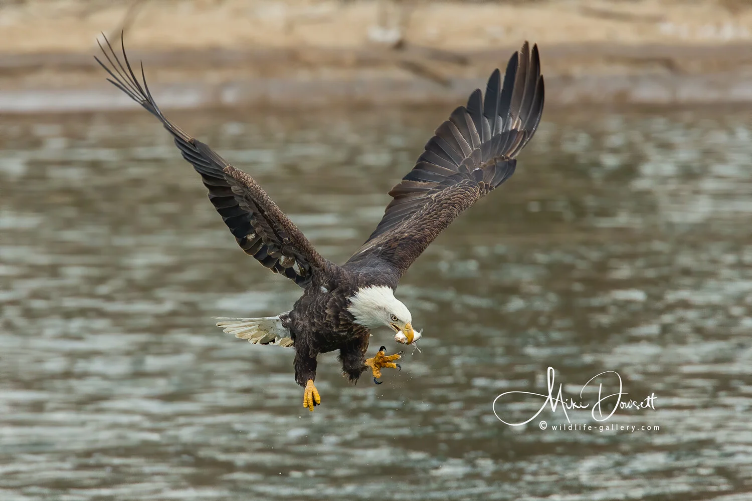 wildlife-gallery>Amazing Bald Eagle Photos