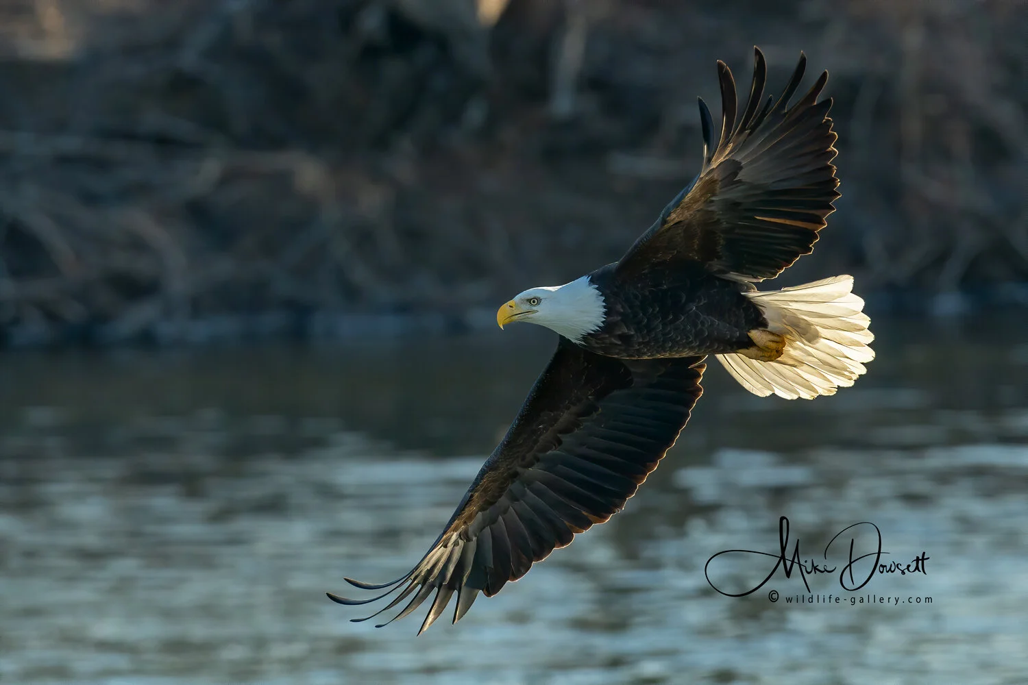 wildlife-gallery>Amazing Bald Eagle Photos