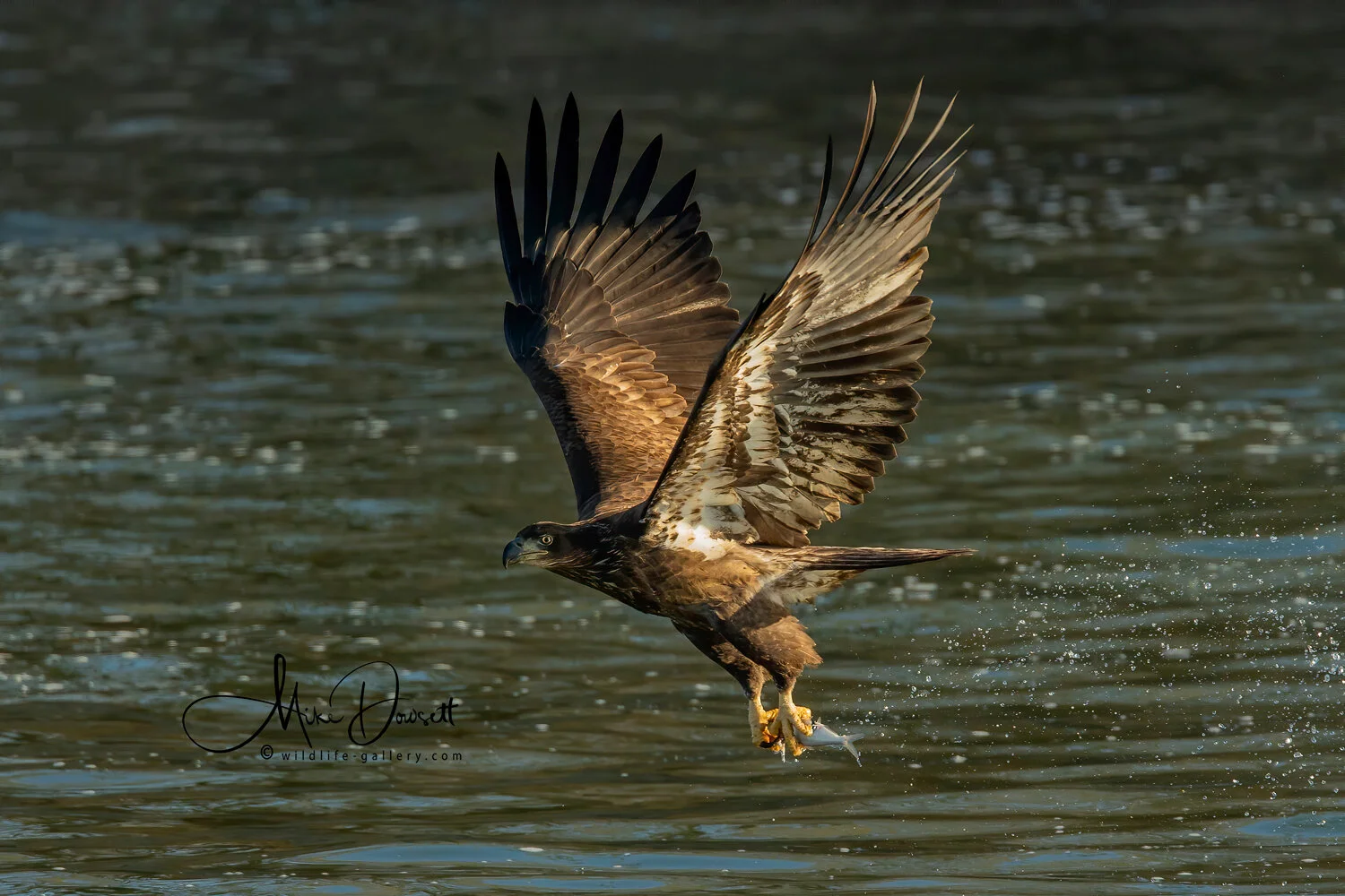 wildlife-gallery>Amazing Bald Eagle Photos