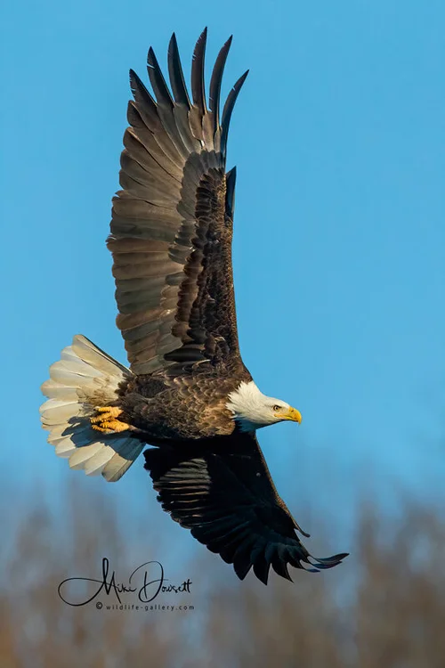 Bald Eagles Flying