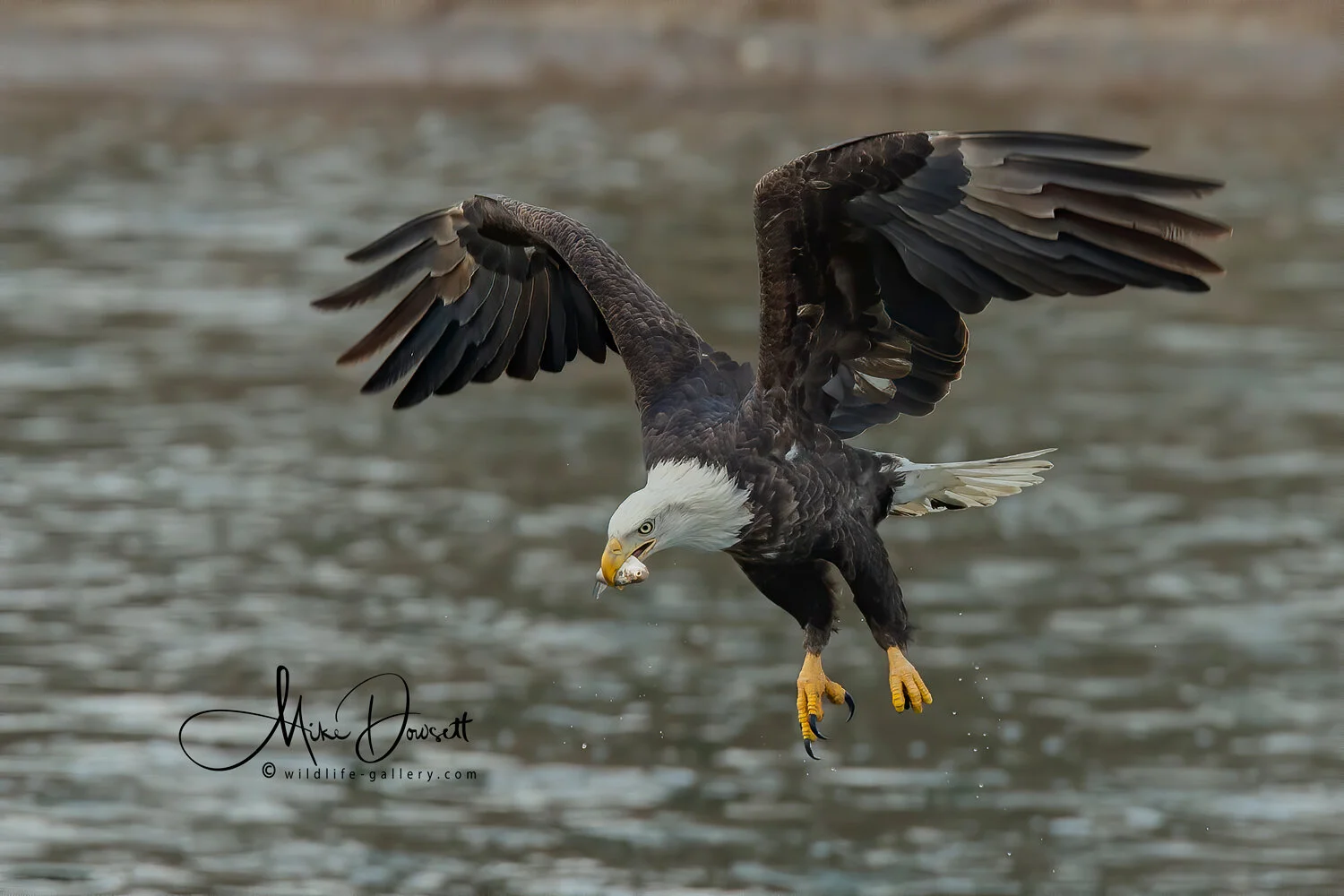 wildlife-gallery>Amazing Bald Eagle Photos