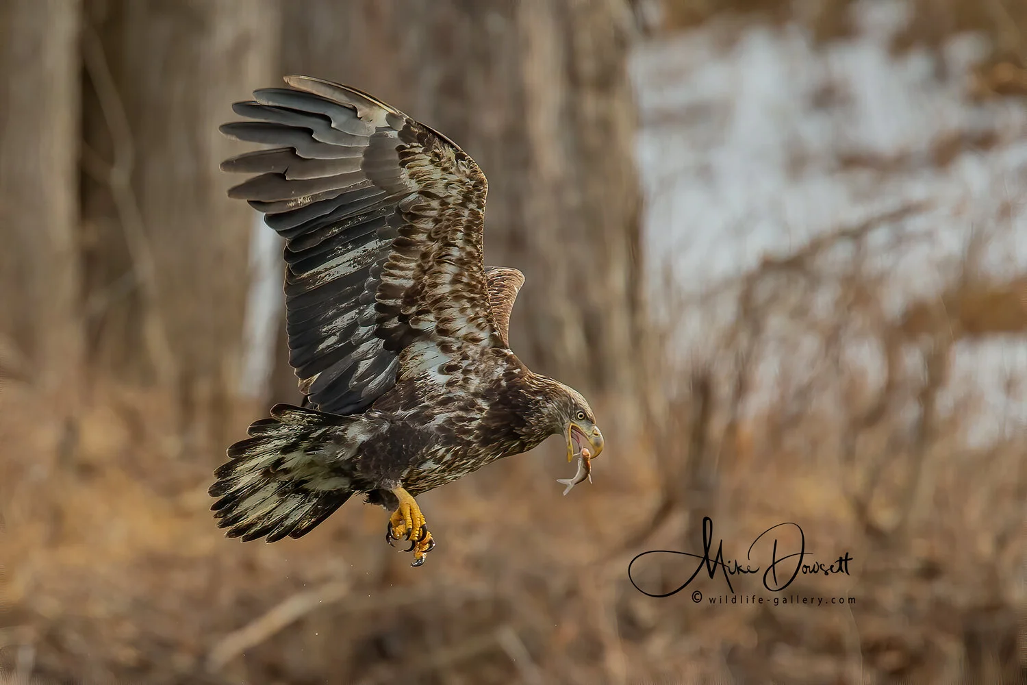 wildlife-gallery>Amazing Bald Eagle Photos