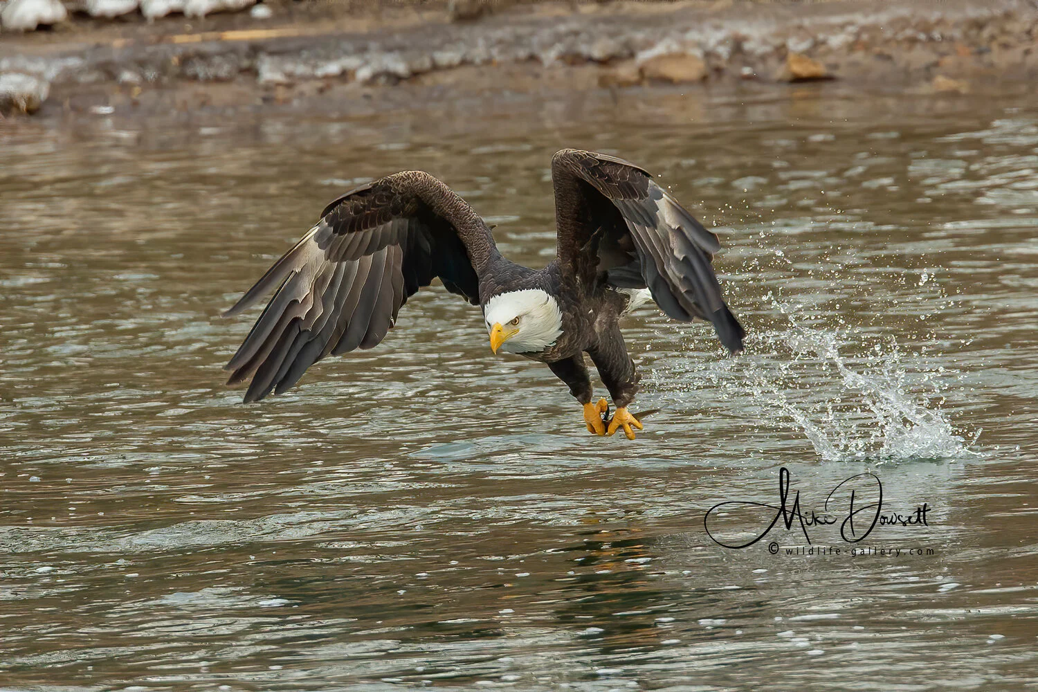 wildlife-gallery>Amazing Bald Eagle Photos
