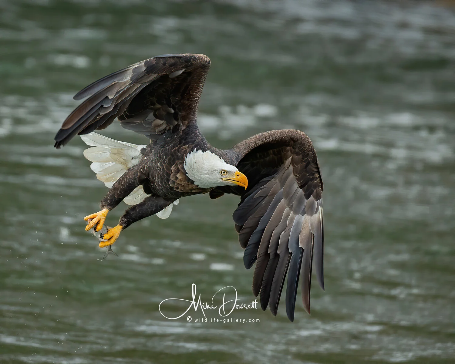 wildlife-gallery>Amazing Bald Eagle Photos