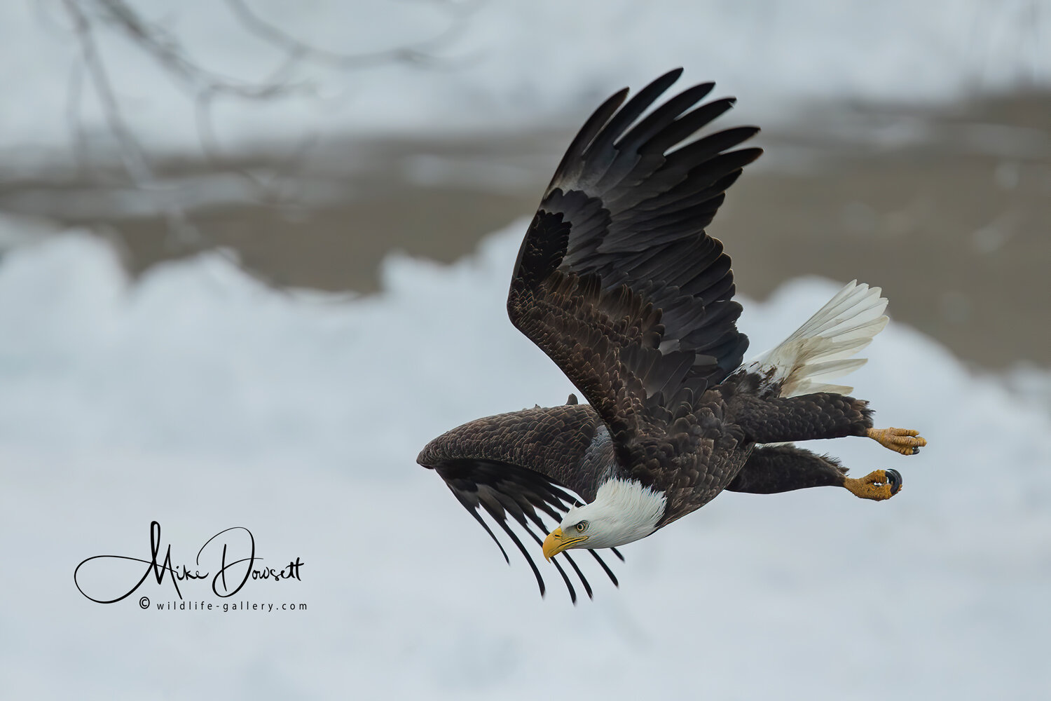 wildlife-gallery>Amazing Bald Eagle Photos