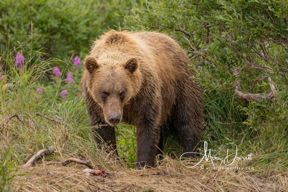 wildlife-gallery>Alaska Grizzly Bears
