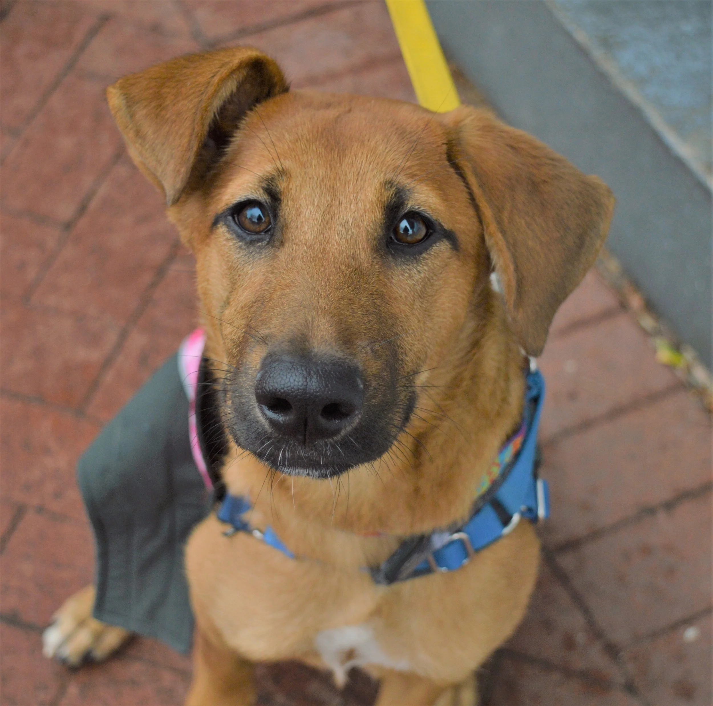 Volunteer — Rural Dog Rescue