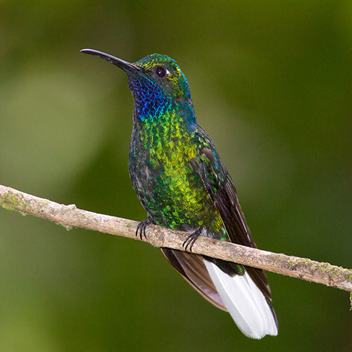 Hummingbirds — Yerettê