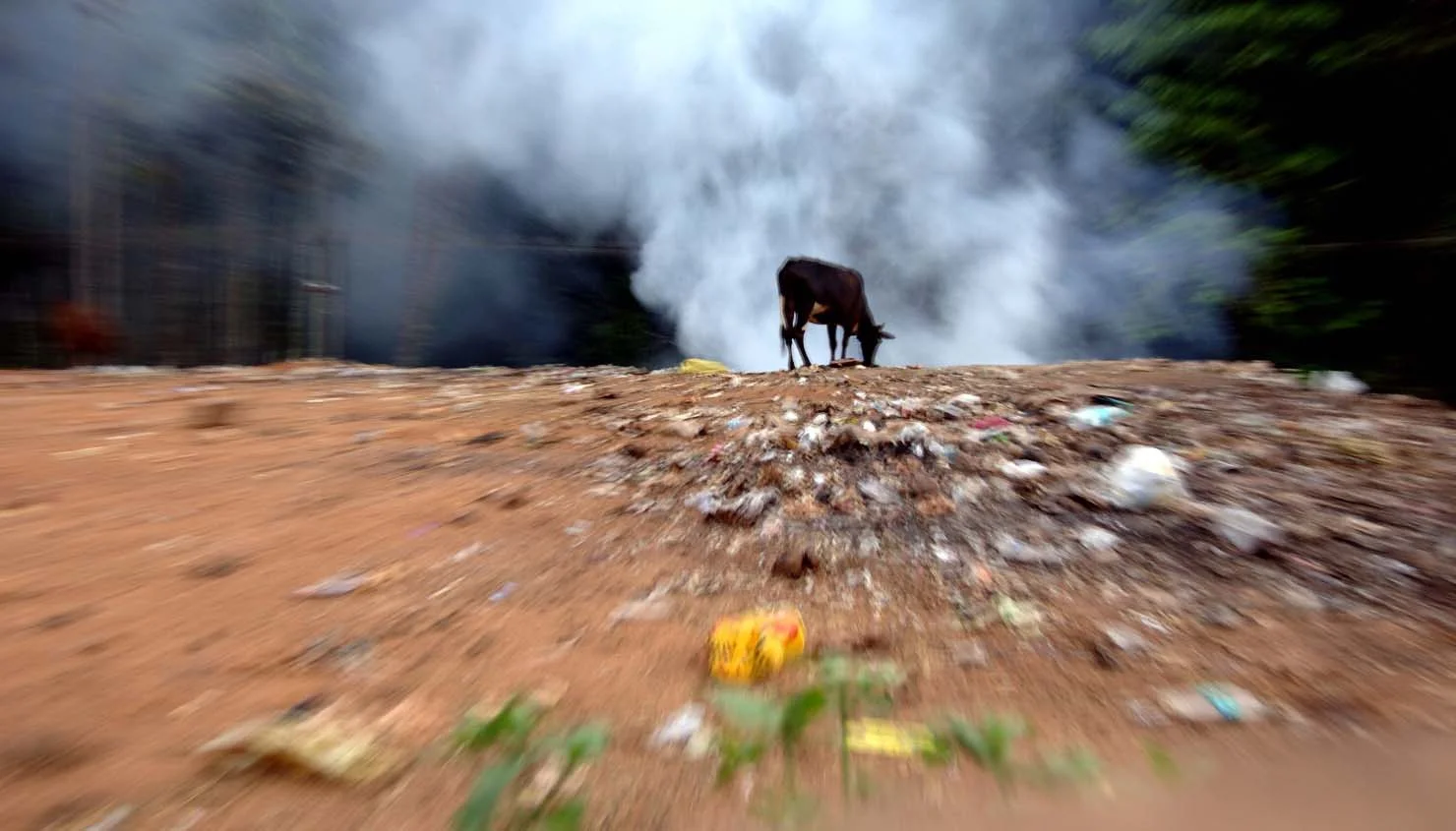 Plastic Pollution Is Killing India's Sacred Cows — Plastic Pollution ...