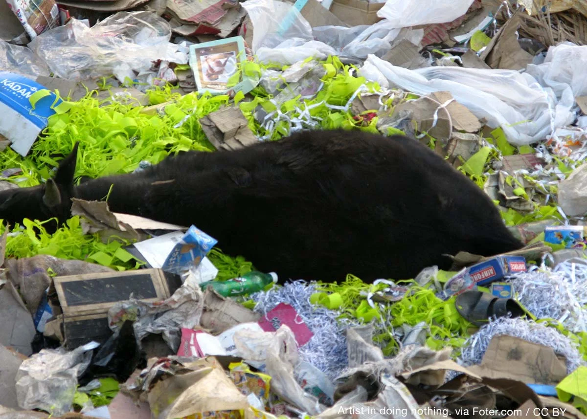 Plastic Pollution Is Killing India's Sacred Cows — Plastic Pollution ...