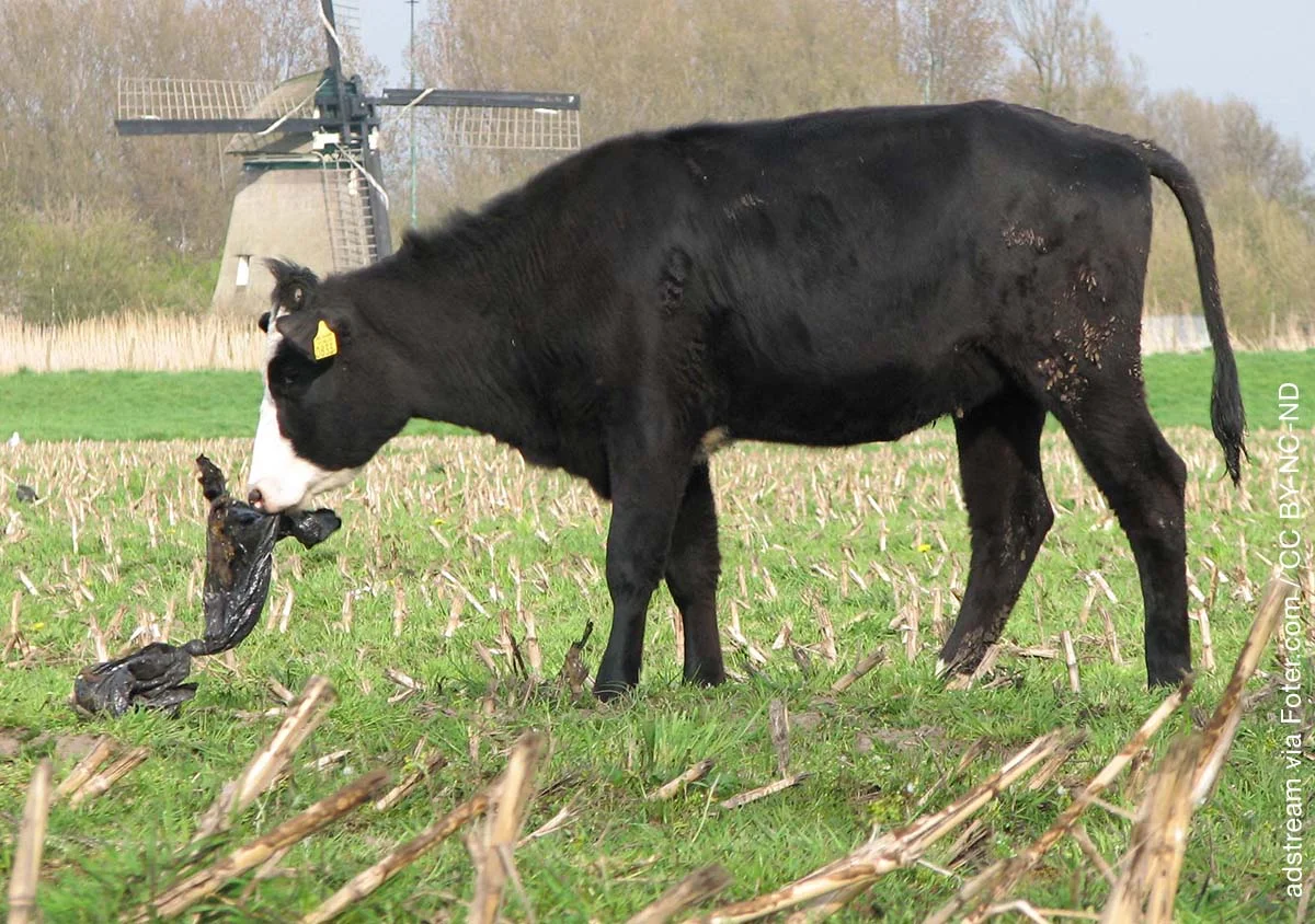Plastic Pollution Is Killing India's Sacred Cows — Plastic Pollution ...