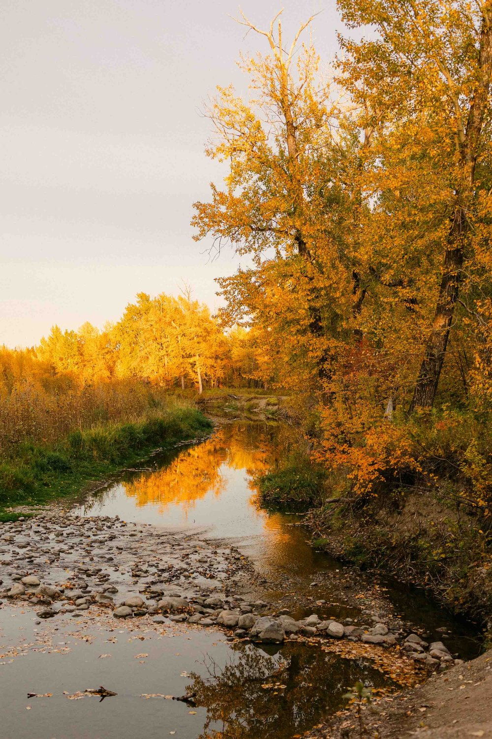 Find the Best Fall Colours Nearby: Top Calgary Spots for Stunning ...