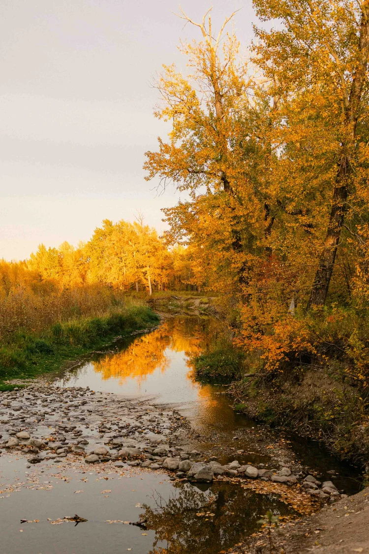 Find the Best Fall Colours Nearby: Top Calgary Spots for Stunning ...