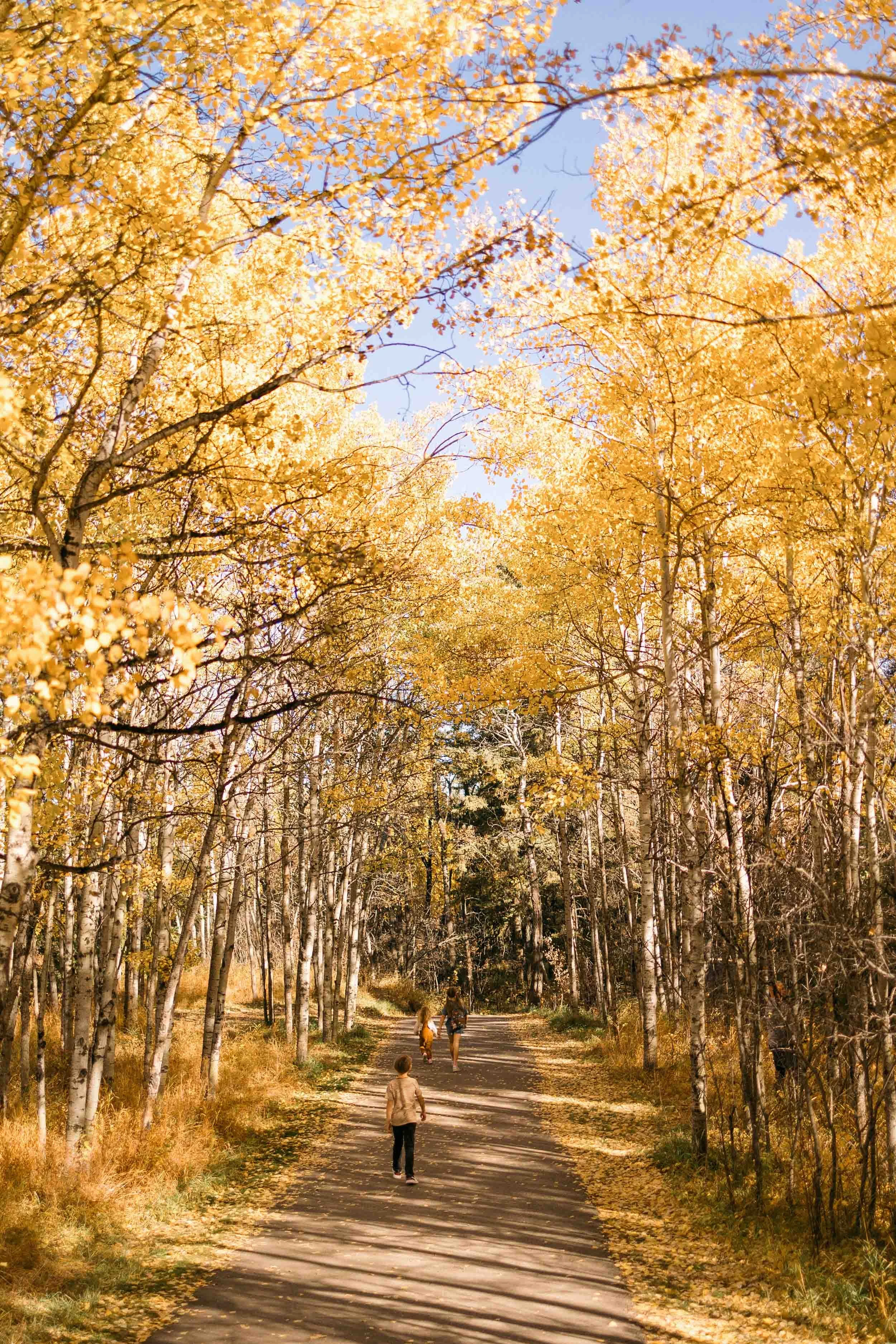 Find the Best Fall Colours Nearby: Top Calgary Spots for Stunning ...