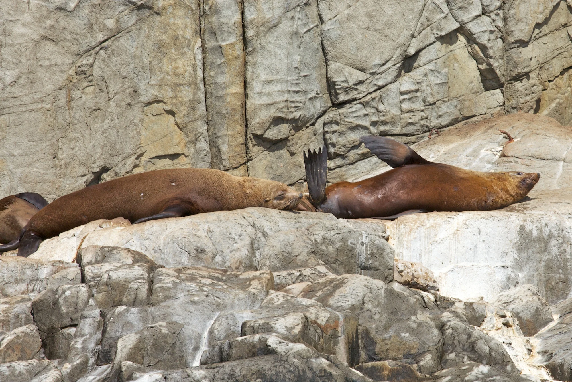 Article 12 - Homoeopathy for Animals — Clare Middle - Animal Healing