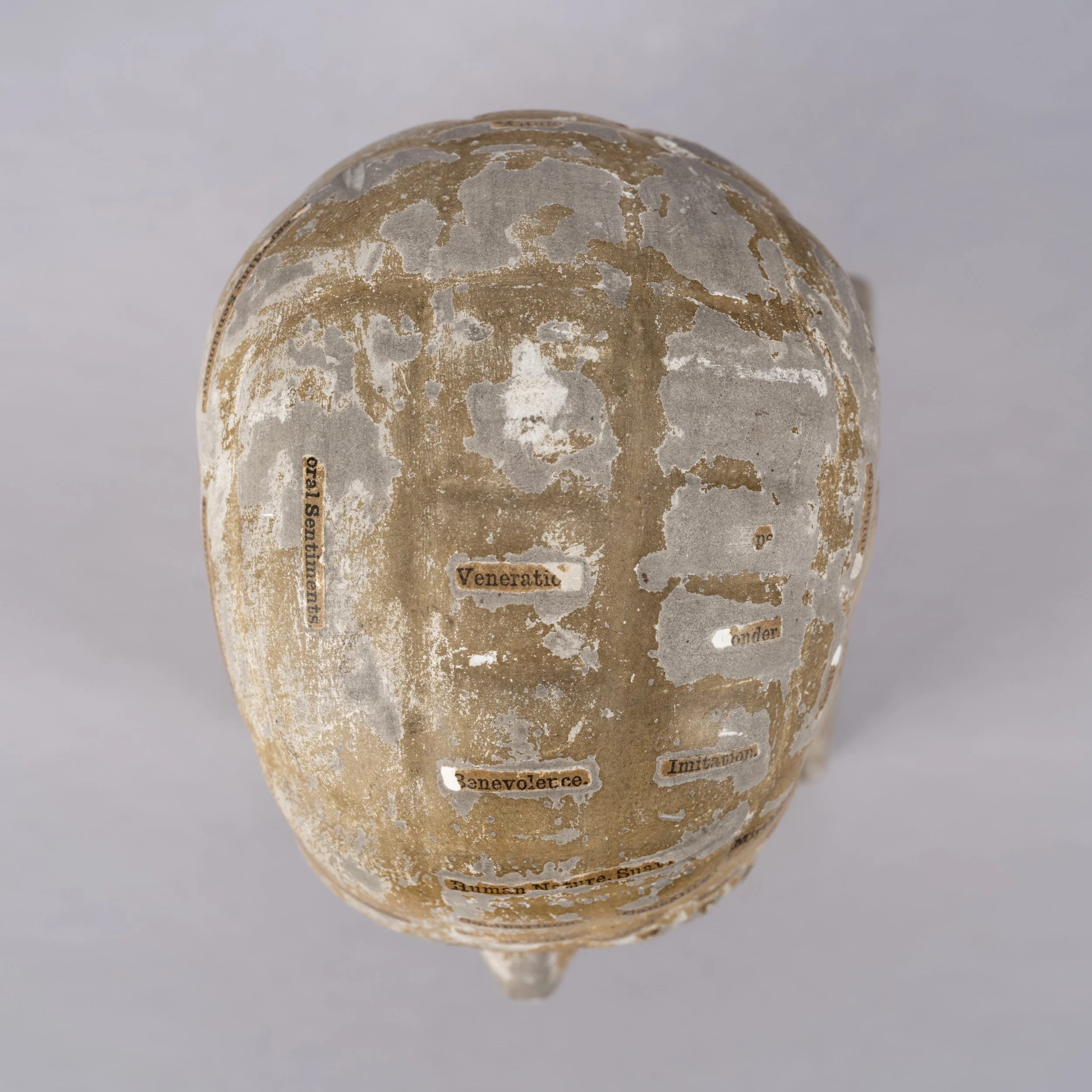 Phrenology Head — Worcester Medical Museums