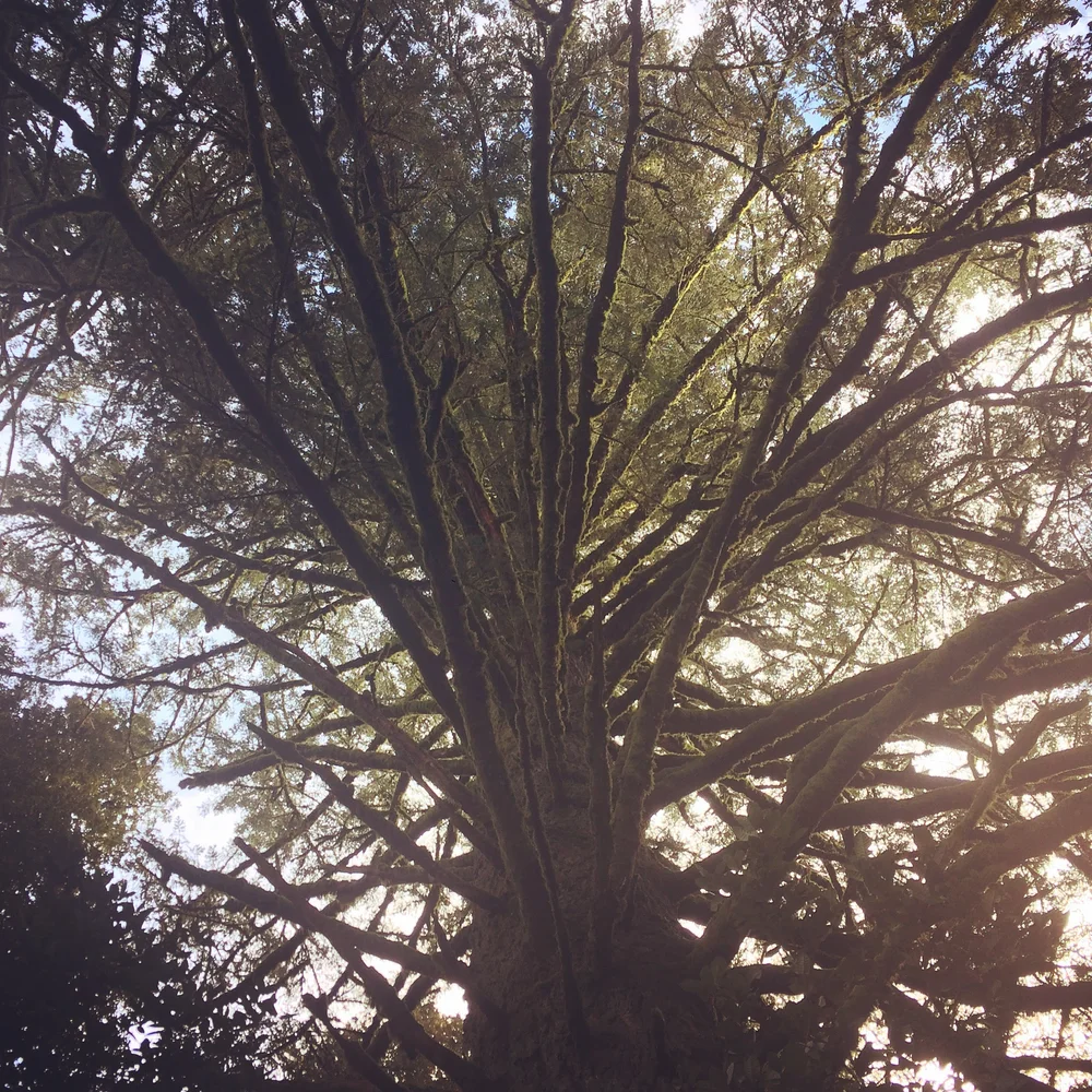 Cymbeline Family Tree