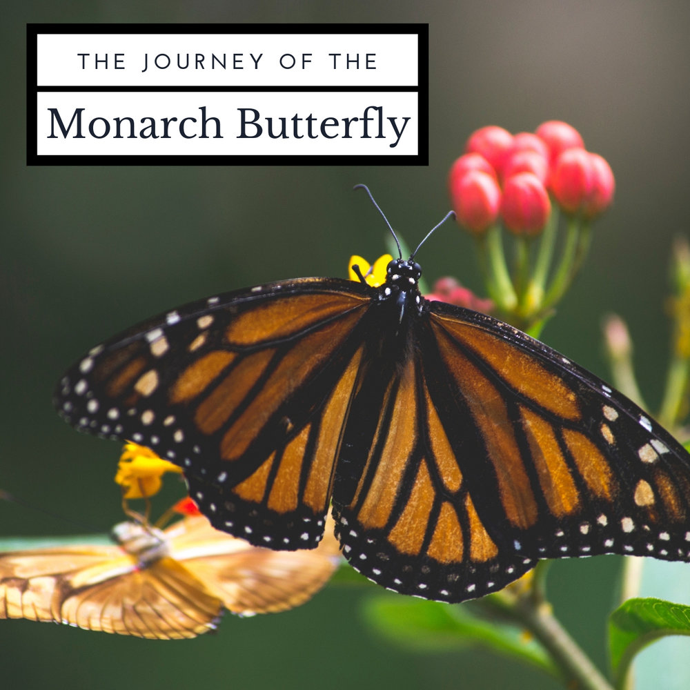 The Journey of the Monarch Butterfly — April