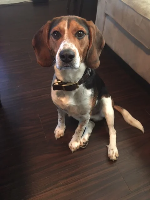 Pocket Beagle Full Grown