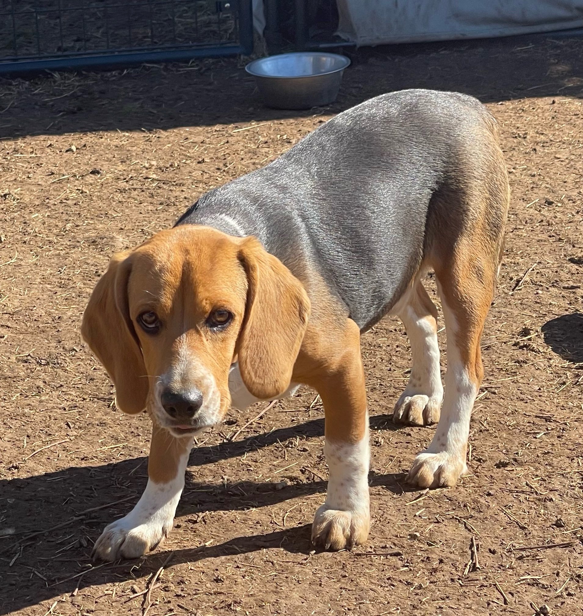 Older Available Puppies — Quail Ridge Pocket Beagles