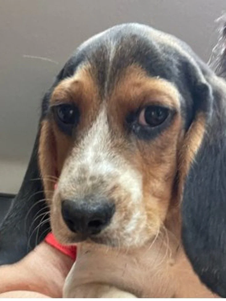 Older Available Puppies — Quail Ridge Pocket Beagles
